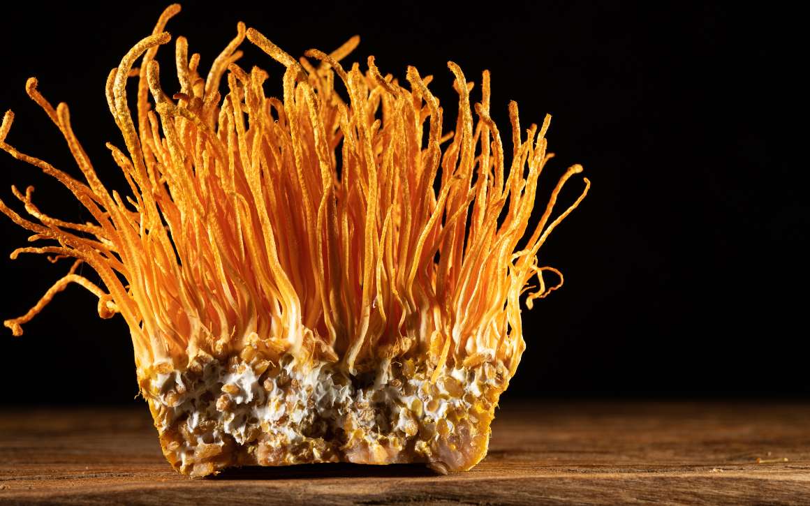 Qual é a diferença entre o cordyceps sinensis e o cordyceps militaris? Qual é a diferença entre o cordyceps sinensis e o cordyceps militaris?